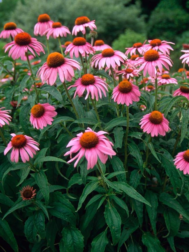 Botanical Plant Names and What They Mean - Kismet Design
