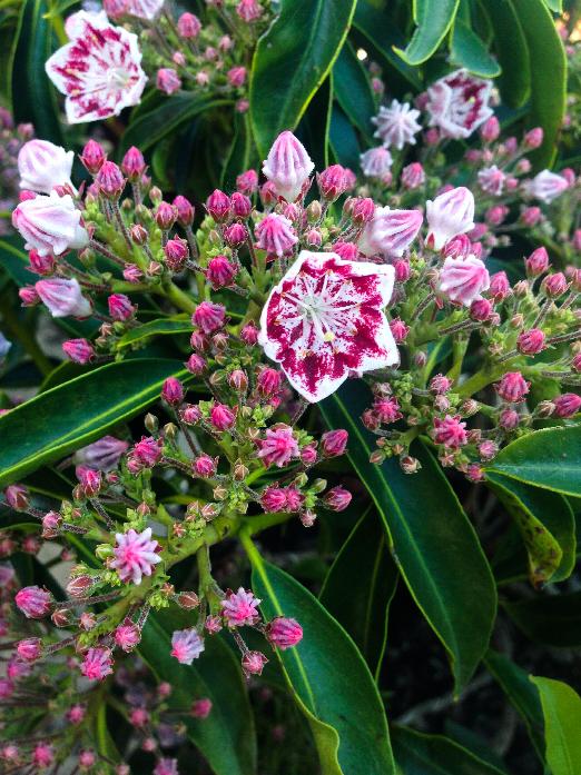 Botanical Plant Names and What They Mean - Kismet Design
